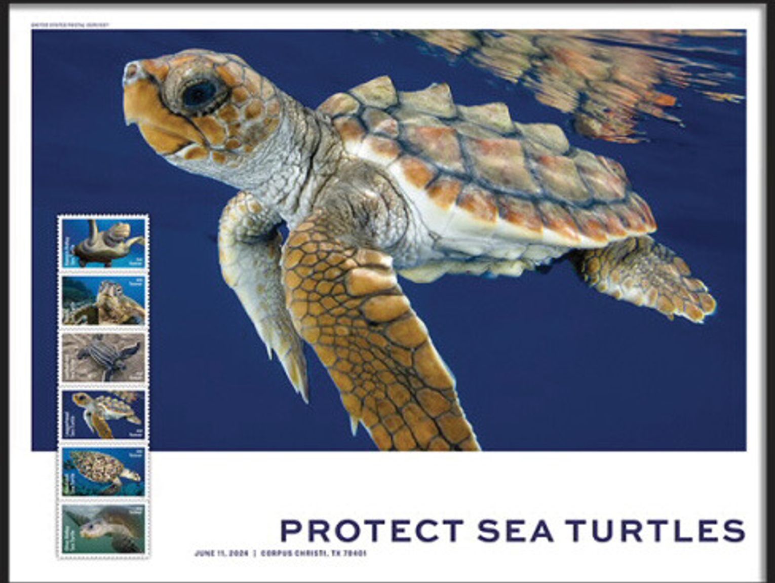 USPS unveils ‘Protect Sea Turtles Forever’ stamps to raise awareness